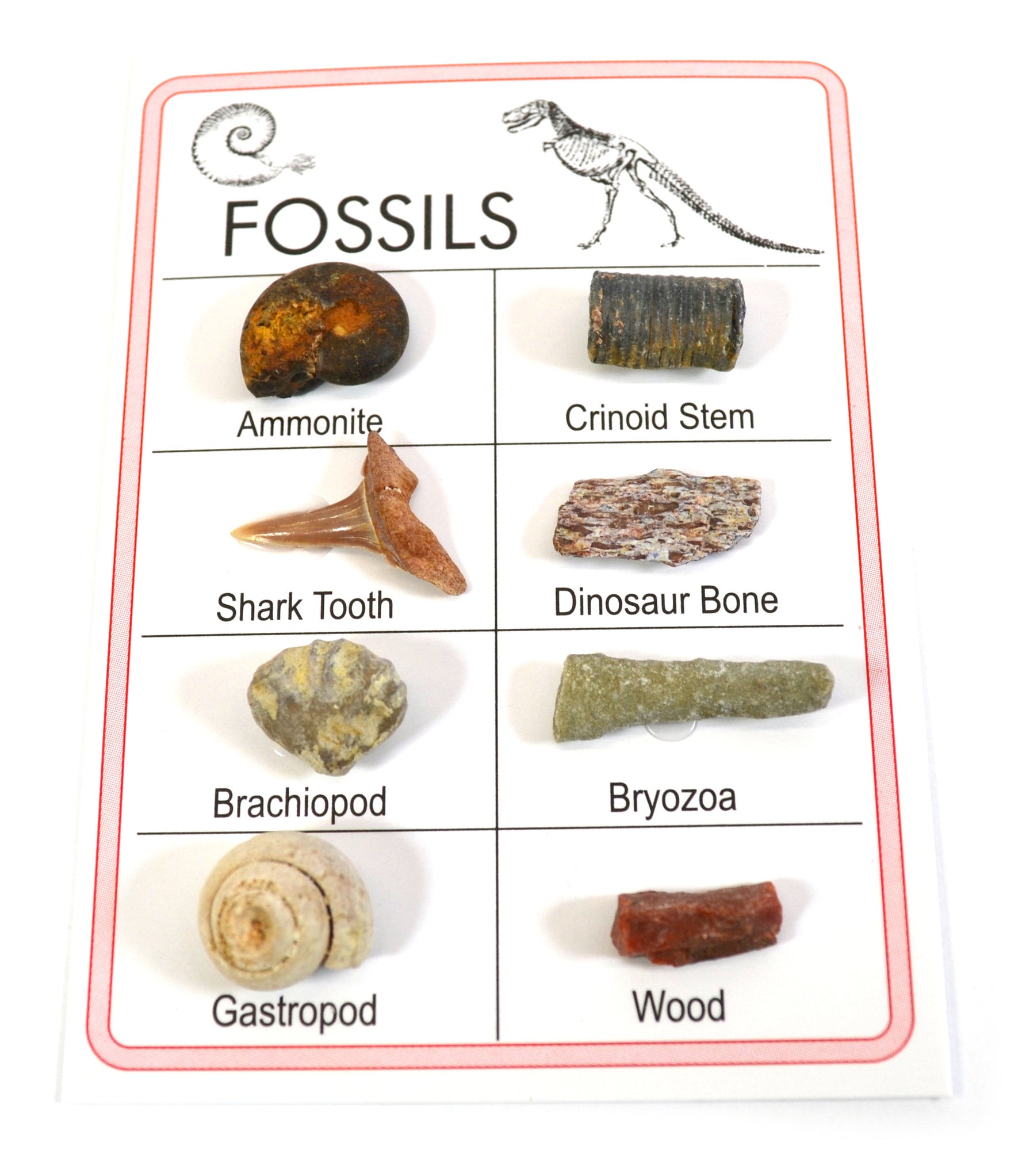 Pocket Reference Fossil Card with 8 Identified Specimens, 1cm Each ...