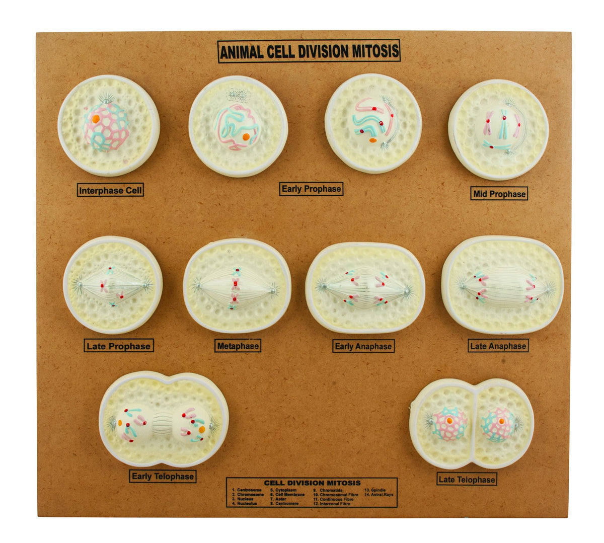Mitosis Phases Model