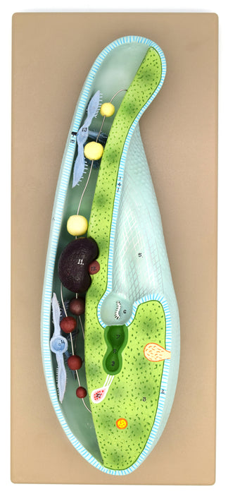 Amoeba Paramecium Model Plastic
