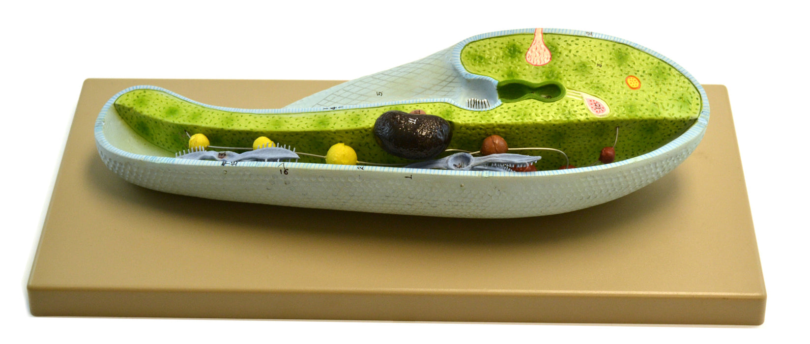 Amoeba Paramecium Model Plastic