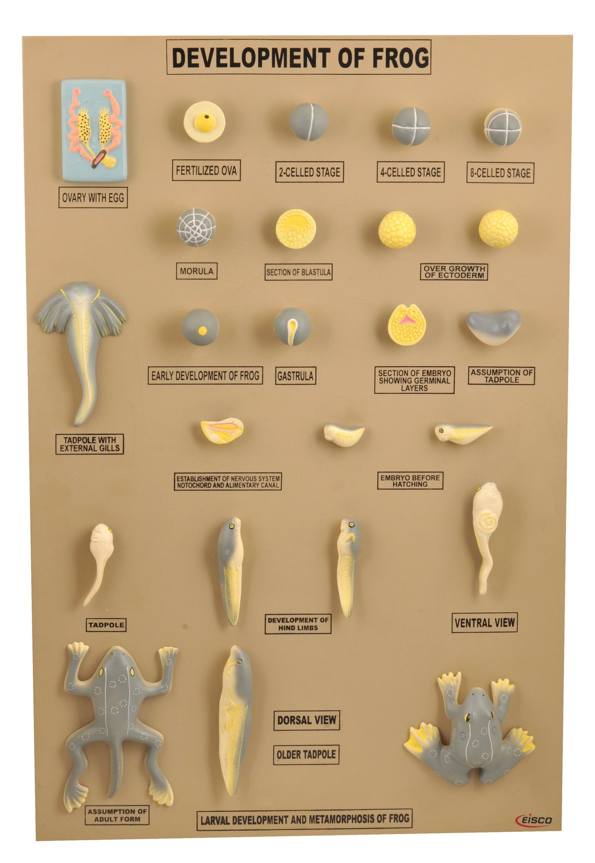 Biology Model, Frog Development - Features 20 Stages - Shows Developme ...