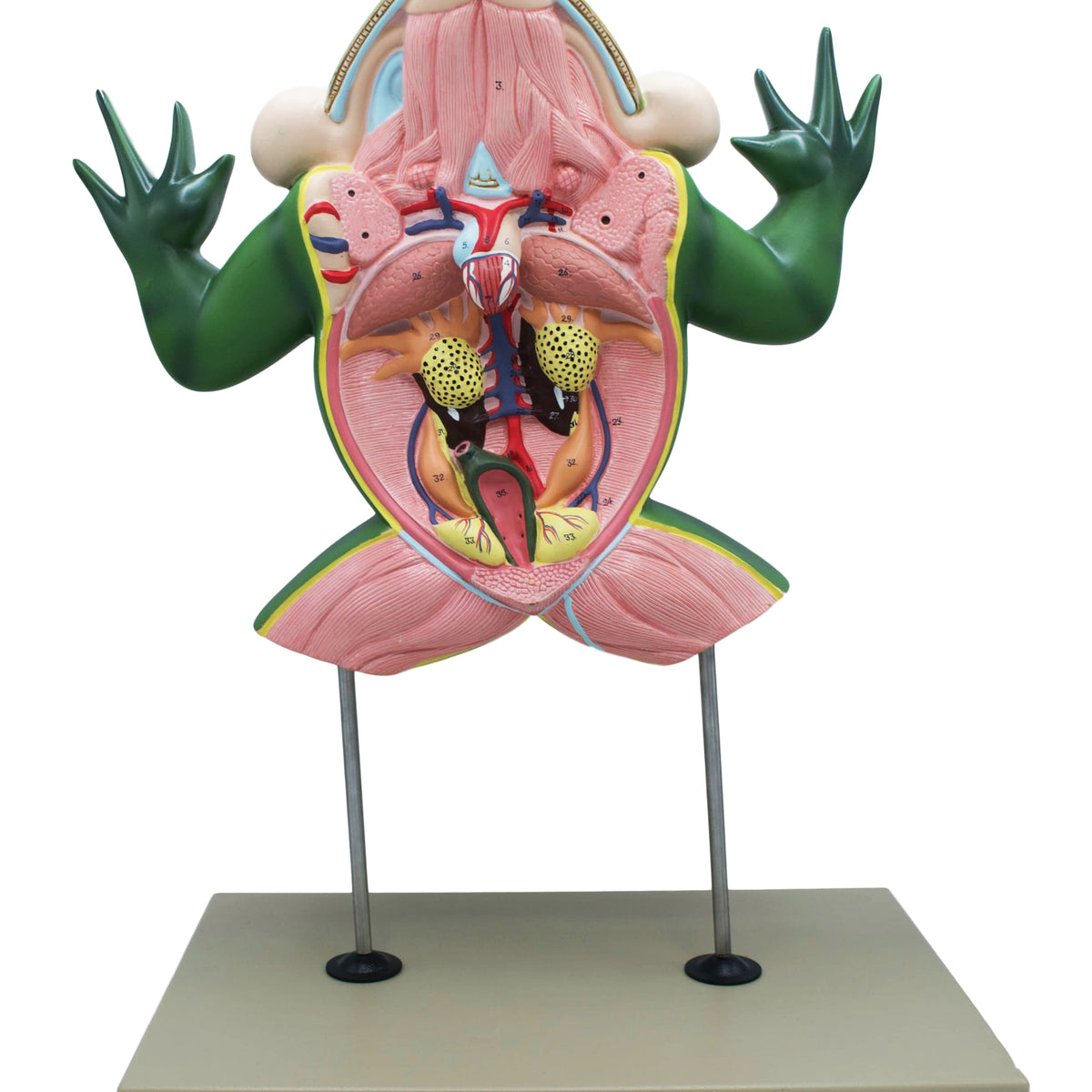 Jumbo 3D Frog Dissection Model w/ Keycard - Eisco Labs — hBARSCI