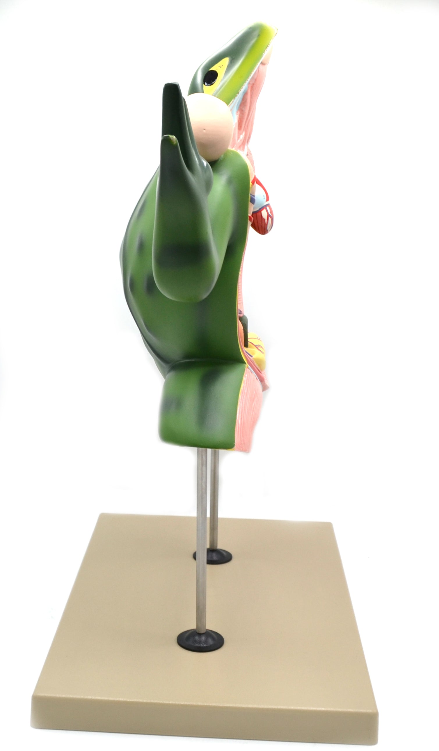 Jumbo 3D Frog Dissection Model w/ Keycard - Eisco Labs — hBARSCI