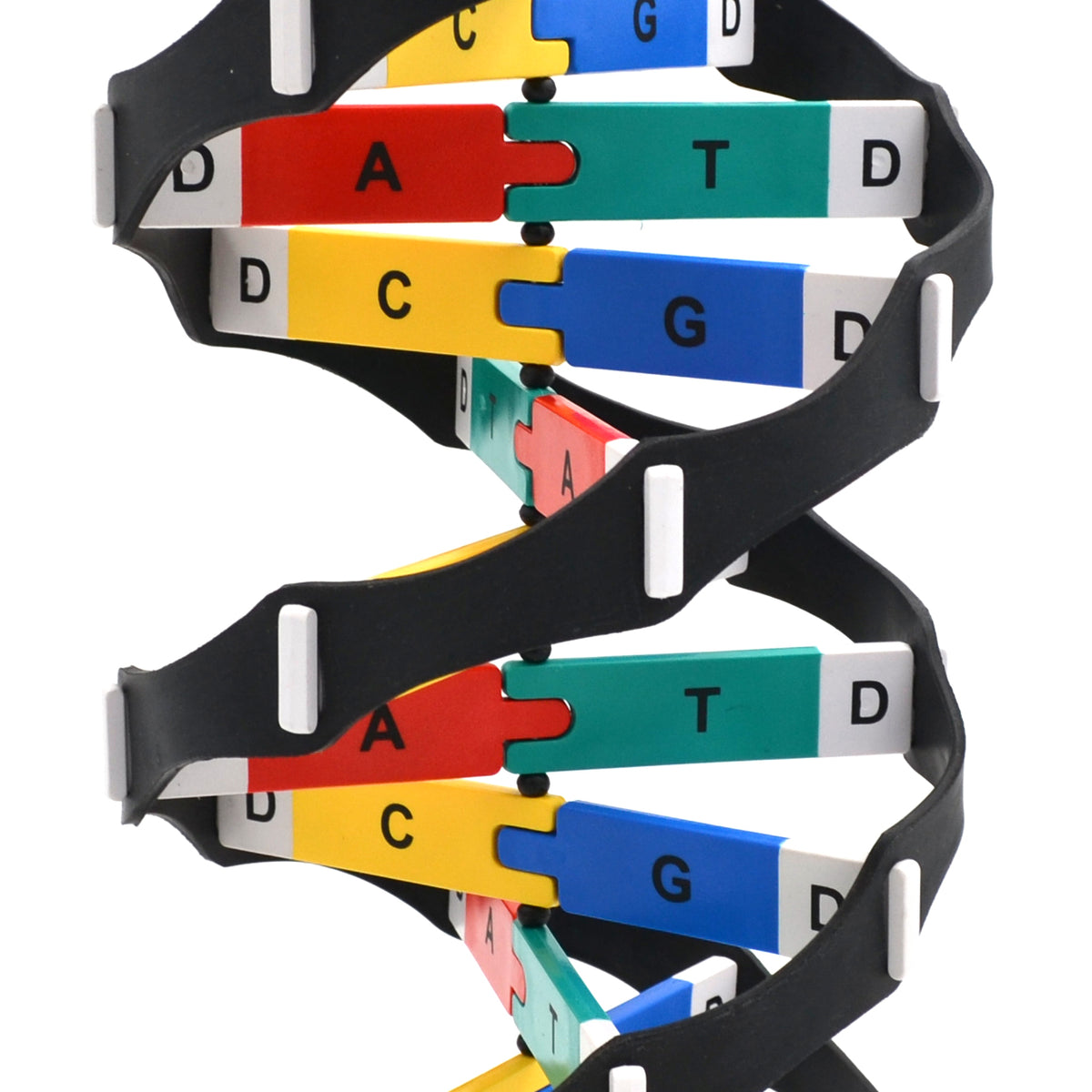 Freestanding DNA Model Kit — hBARSCI