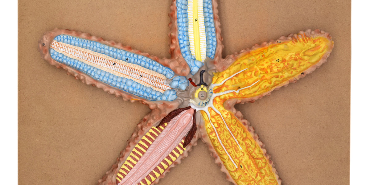 Star Fish Model, Sectional - Mounted on Base, 18" x 16" - Eisco Labs ...