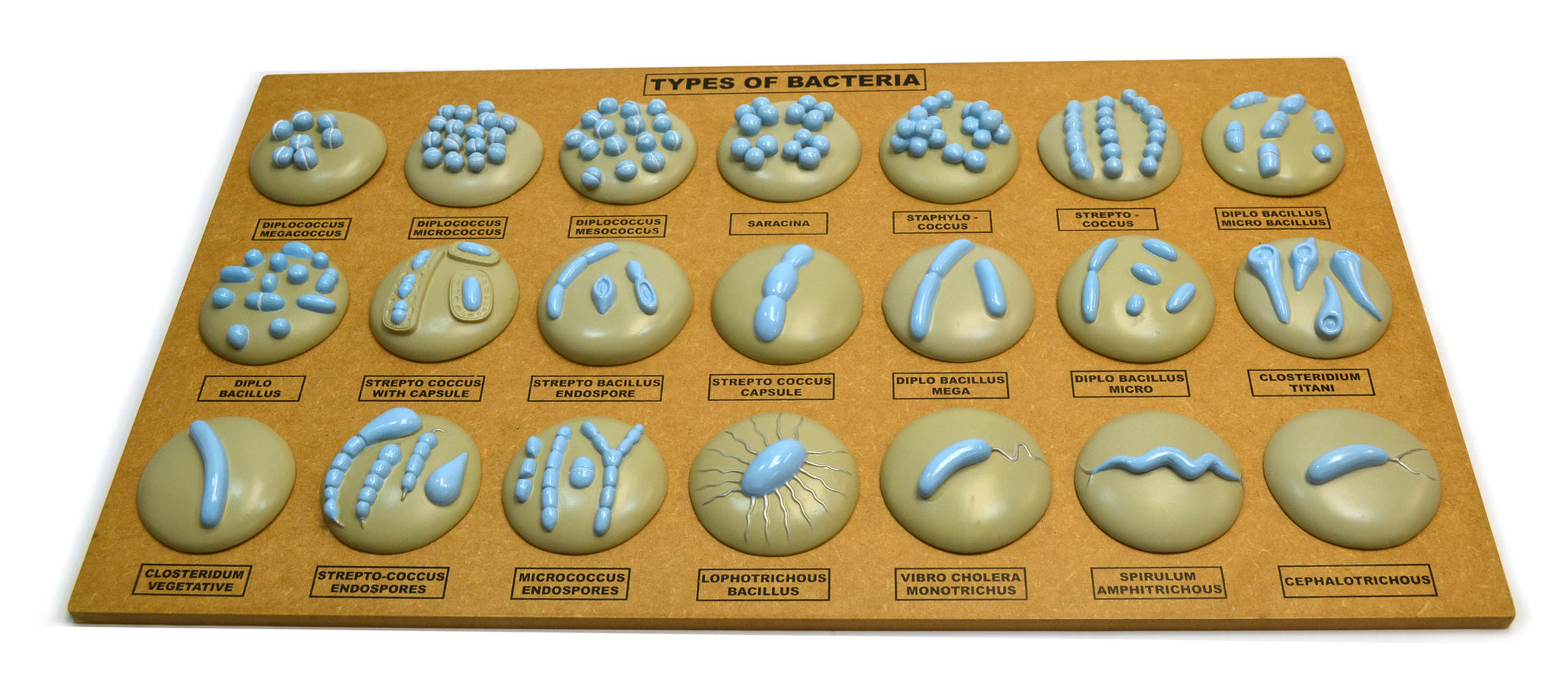 Eisco Types of Bacteria Model - 21 different Models Mounted on Board ...