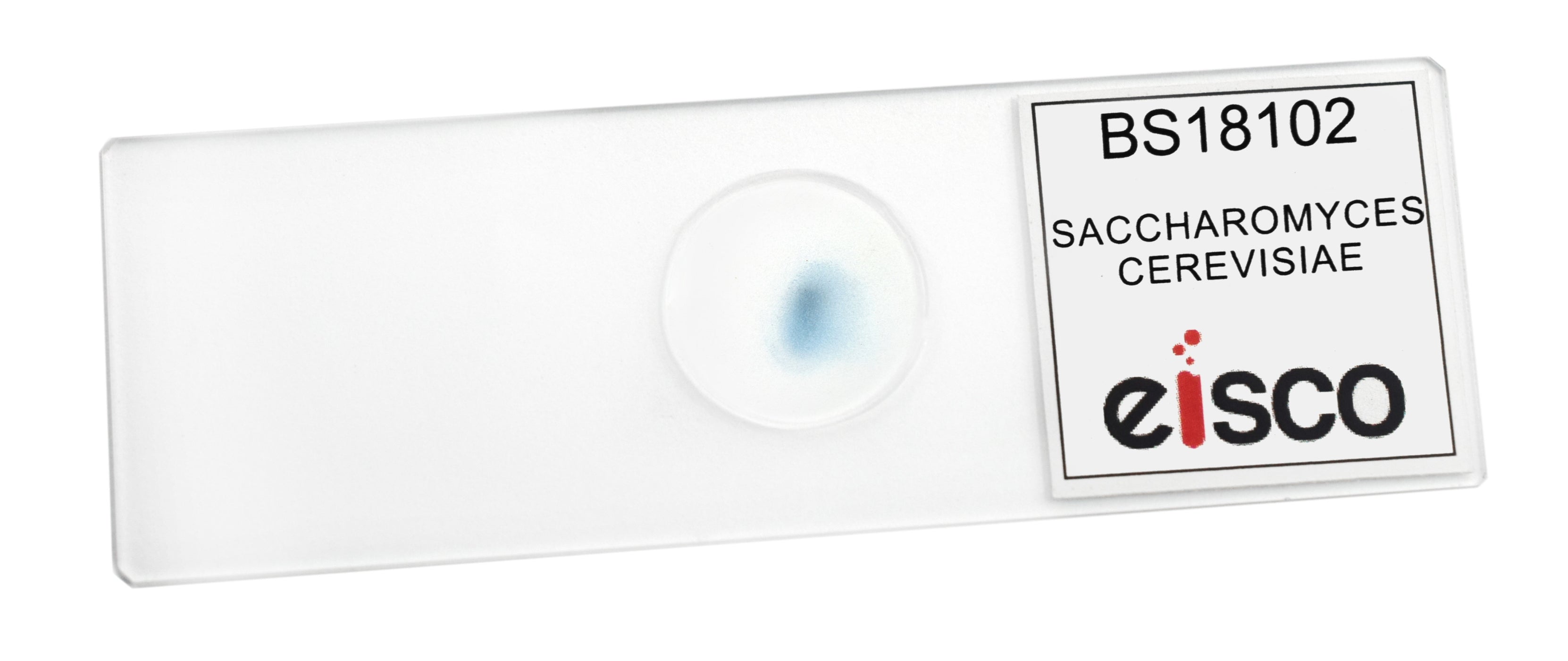 Saccharomyces cerevisiae - Prepared Microscope Slide - 75x25mm — hBARSCI