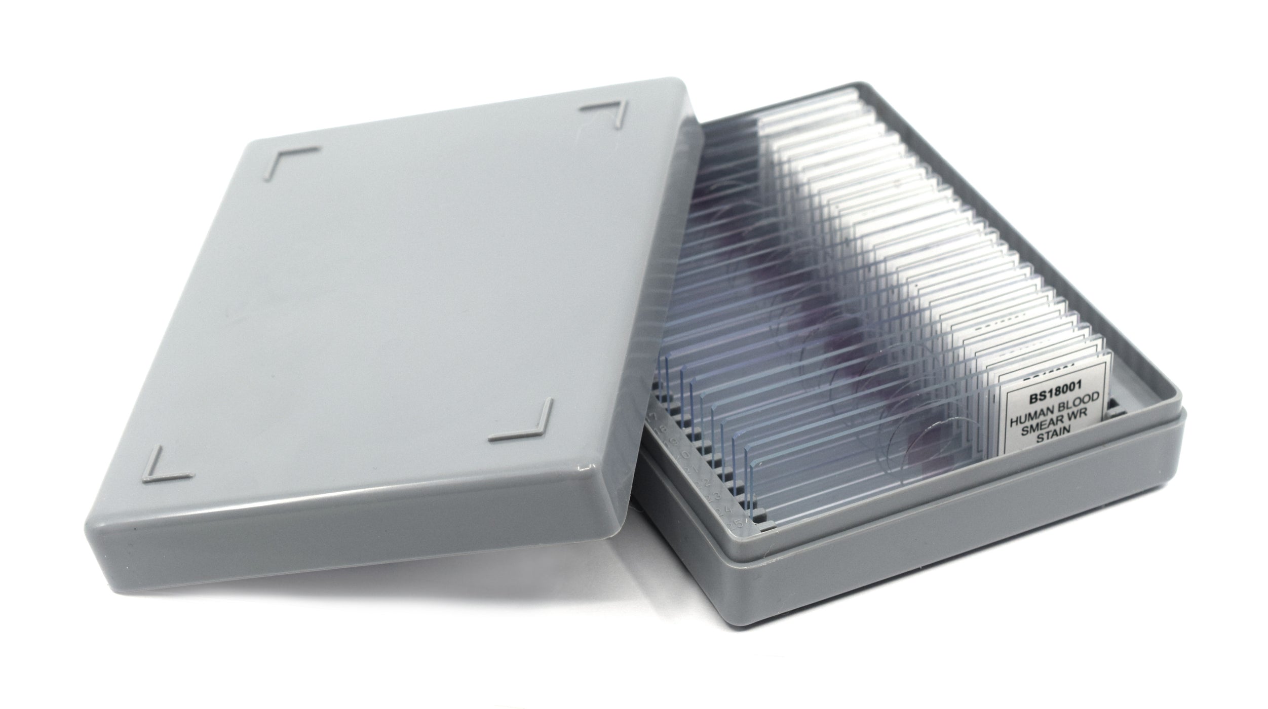 Tilia, 3-Year Stem - Prepared Microscope Slide - 75x25mm — hBARSCI