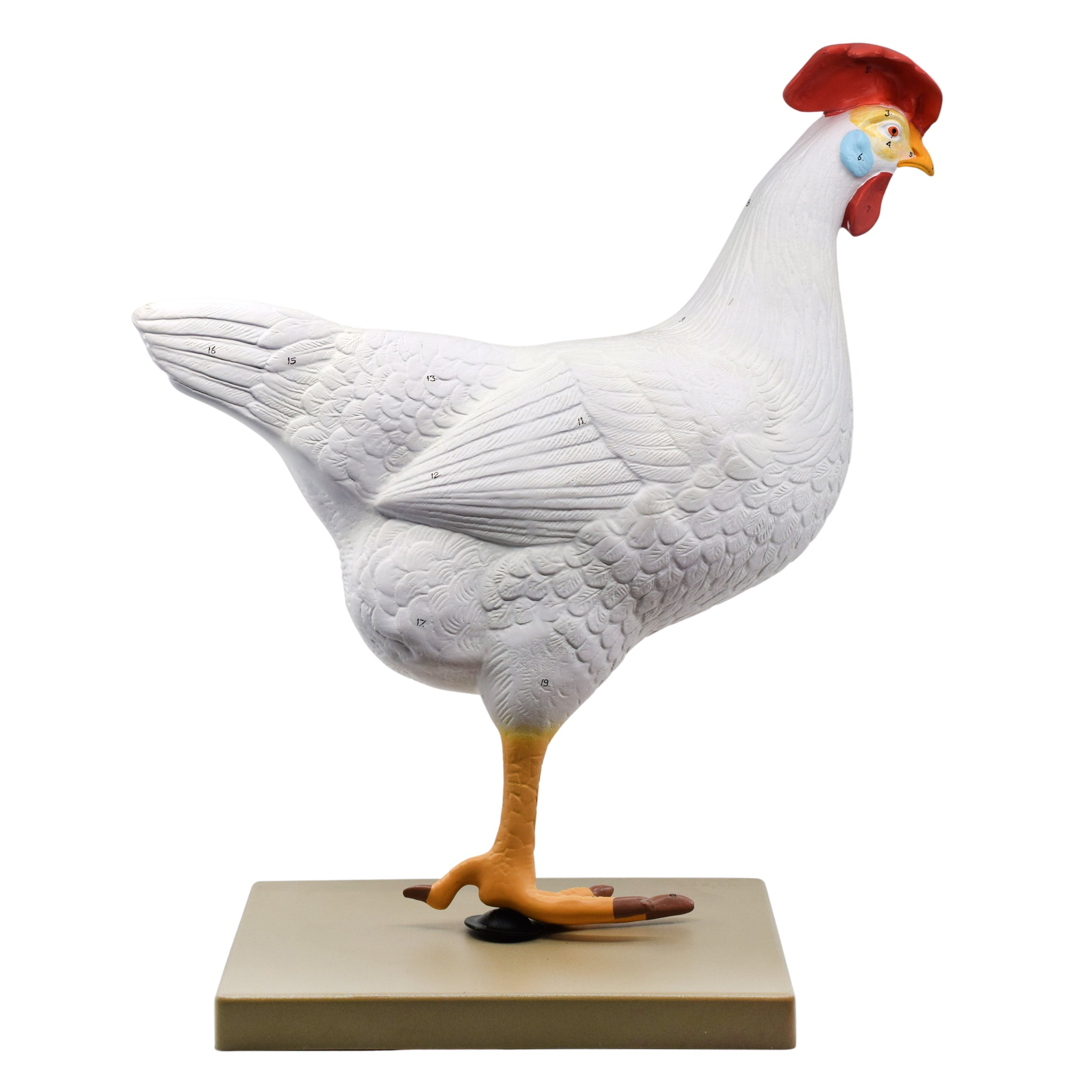 Chicken Anatomy Model, 6 Parts - Life Size — hBARSCI