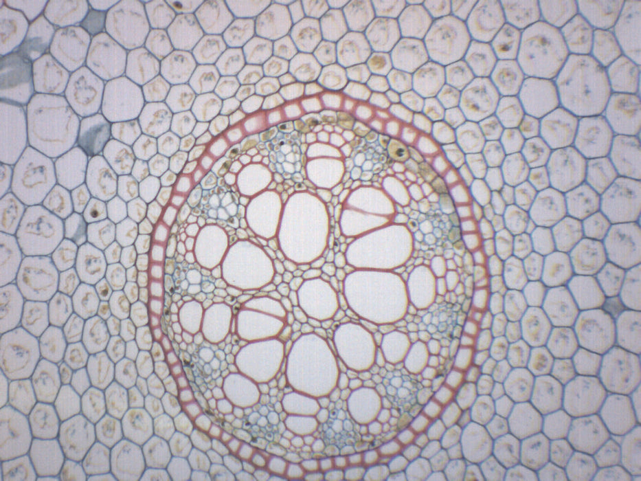 Lilium Root - Prepared Microscope Slide — hBARSCI