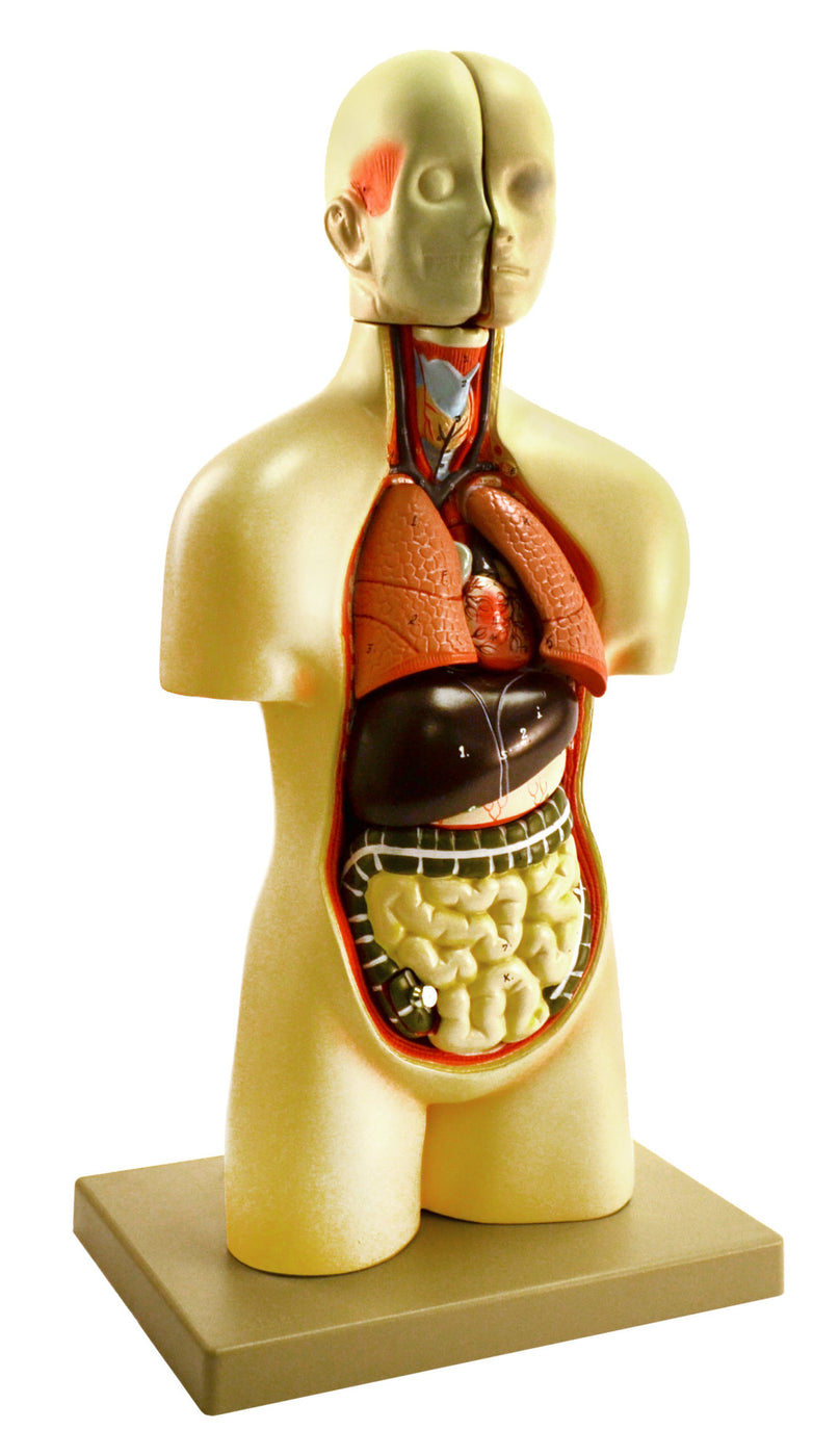 Miniature Human Torso Model (Sexless), 19" Tall - 12 Parts - Compact f ...