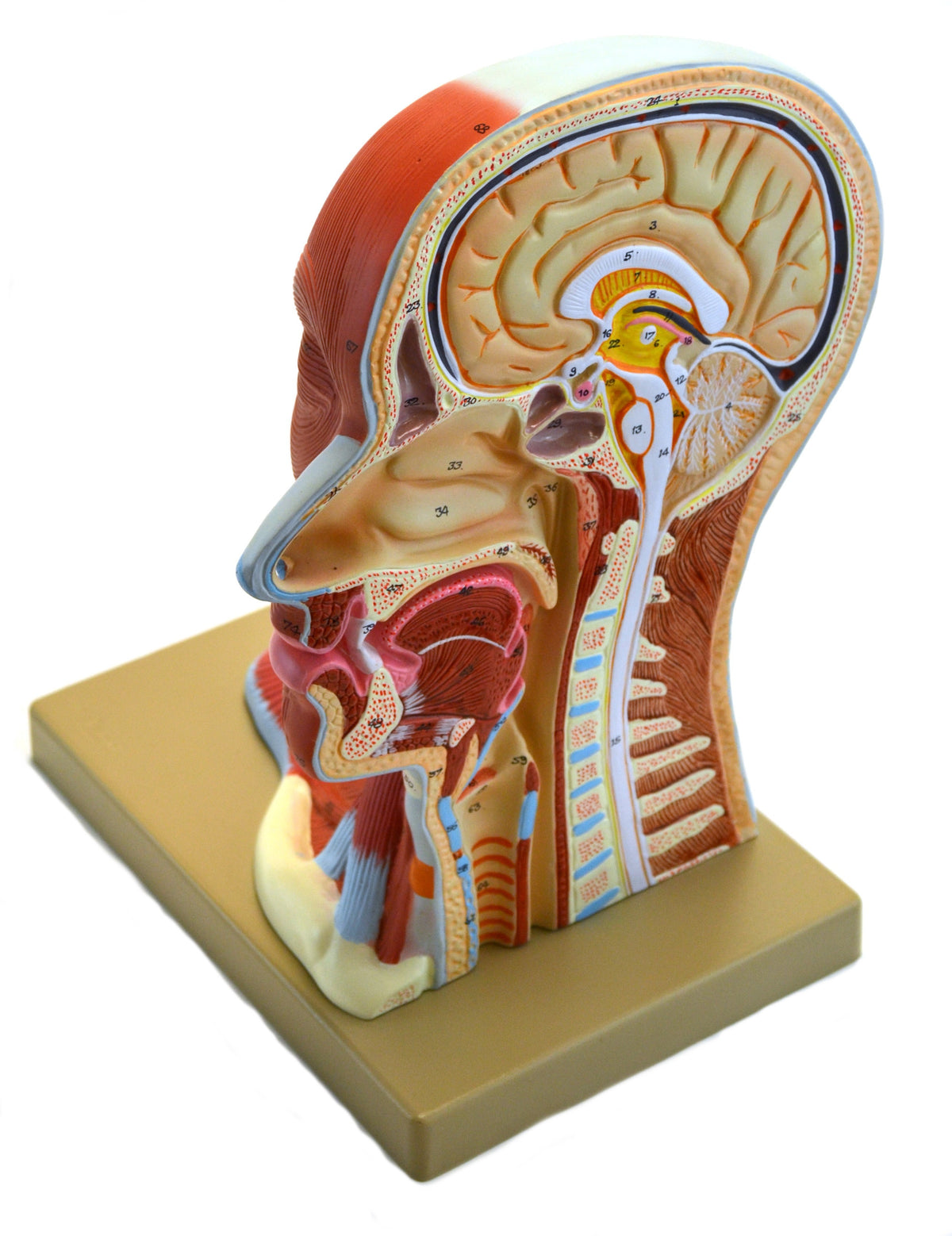 Human Head Anatomical Model, Median Section, Life Size, 12" Height ...