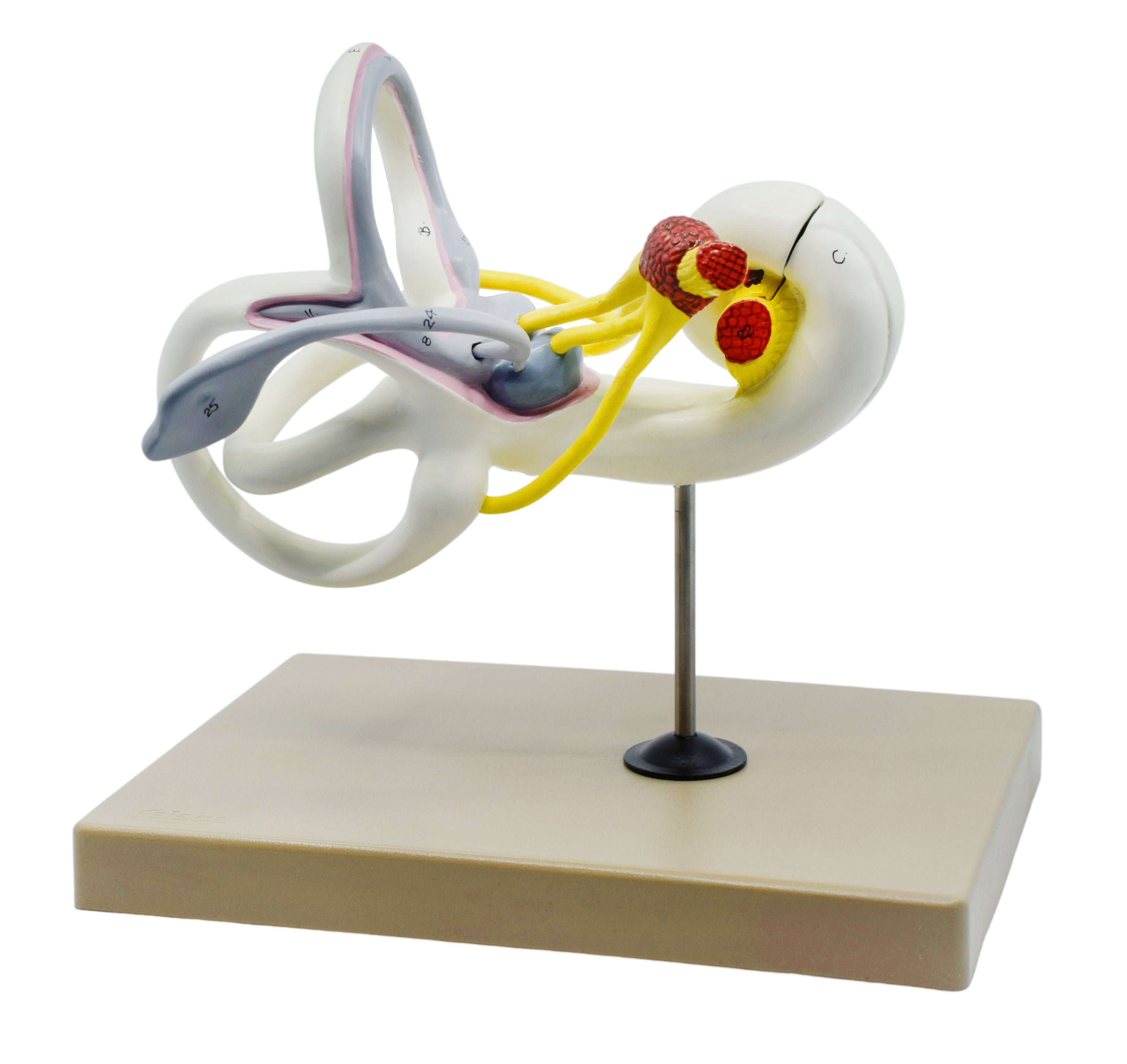 Inner Ear Labyrinth Model - 16X Life Size - Sectioned Cochlea — hBARSCI