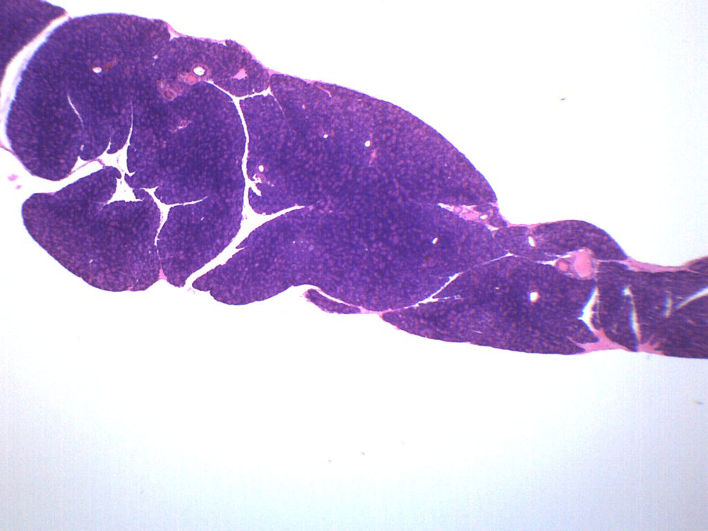 Pancreas, Tissue Section - Prepared Microscope Slide — hBARSCI