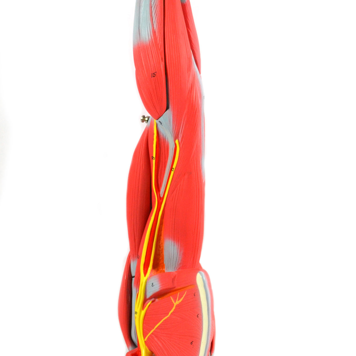 Eisco Labs Model Child's Arm with Removable Muscles on Display Stand ...