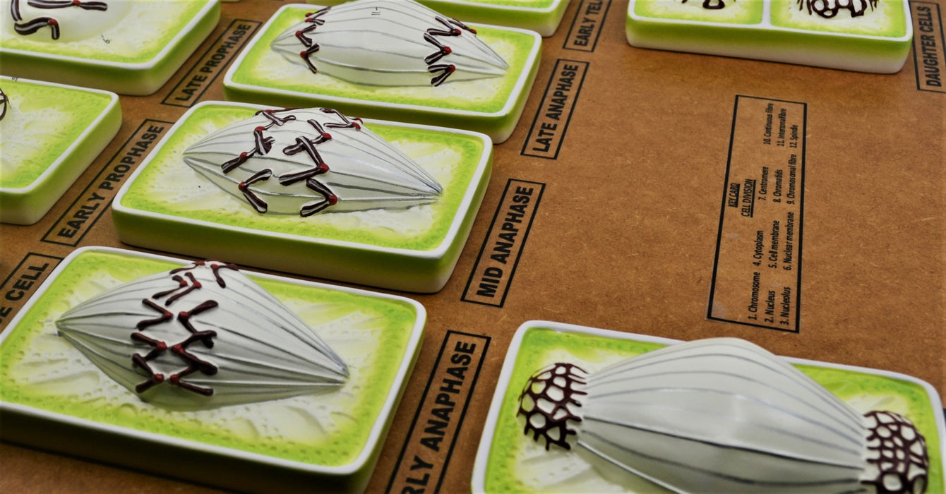 Plant Mitosis Model, 18 Inch - Three-Dimensional - Mounted - Eisco Lab ...
