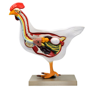 Chicken Anatomy Model, 6 Parts - Life Size — hBARSCI