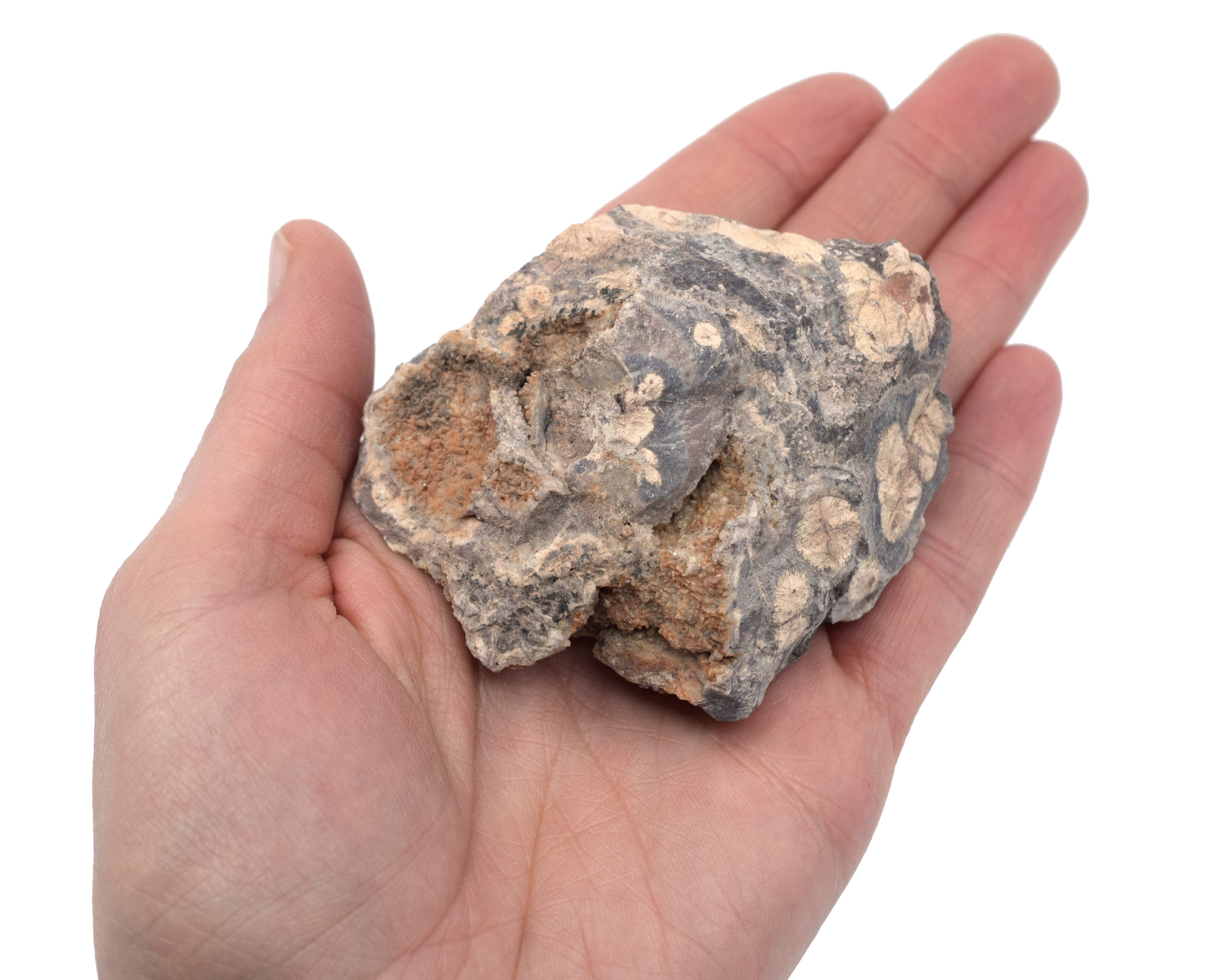 Raw Rhyolite, Igneous Rock Specimen - Hand Sample - Approx. 3" — hBARSCI