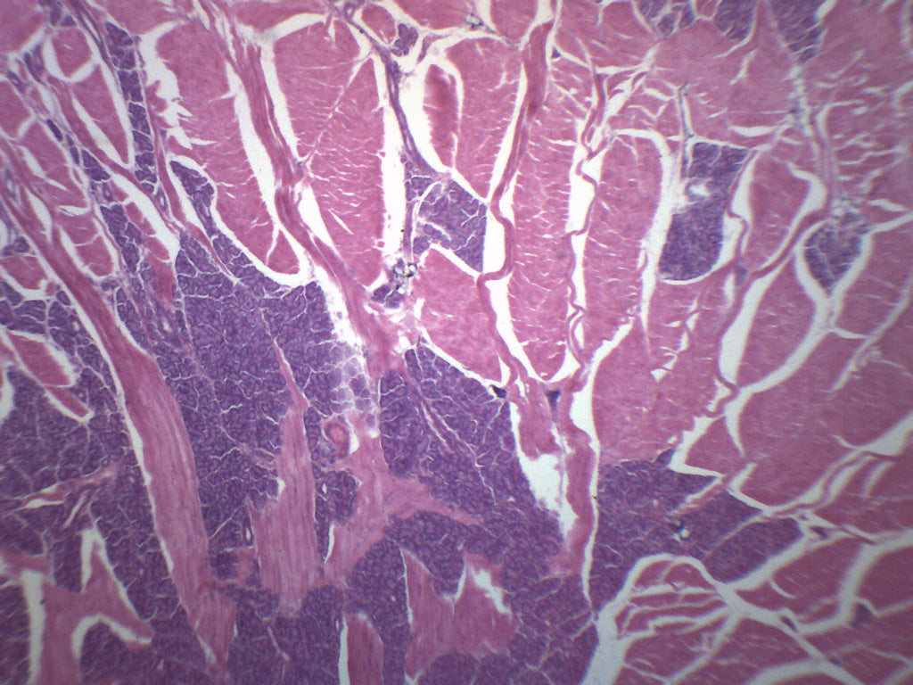 Foliate Papillae - Prepared Microscope Slide - 75x25mm — hBARSCI