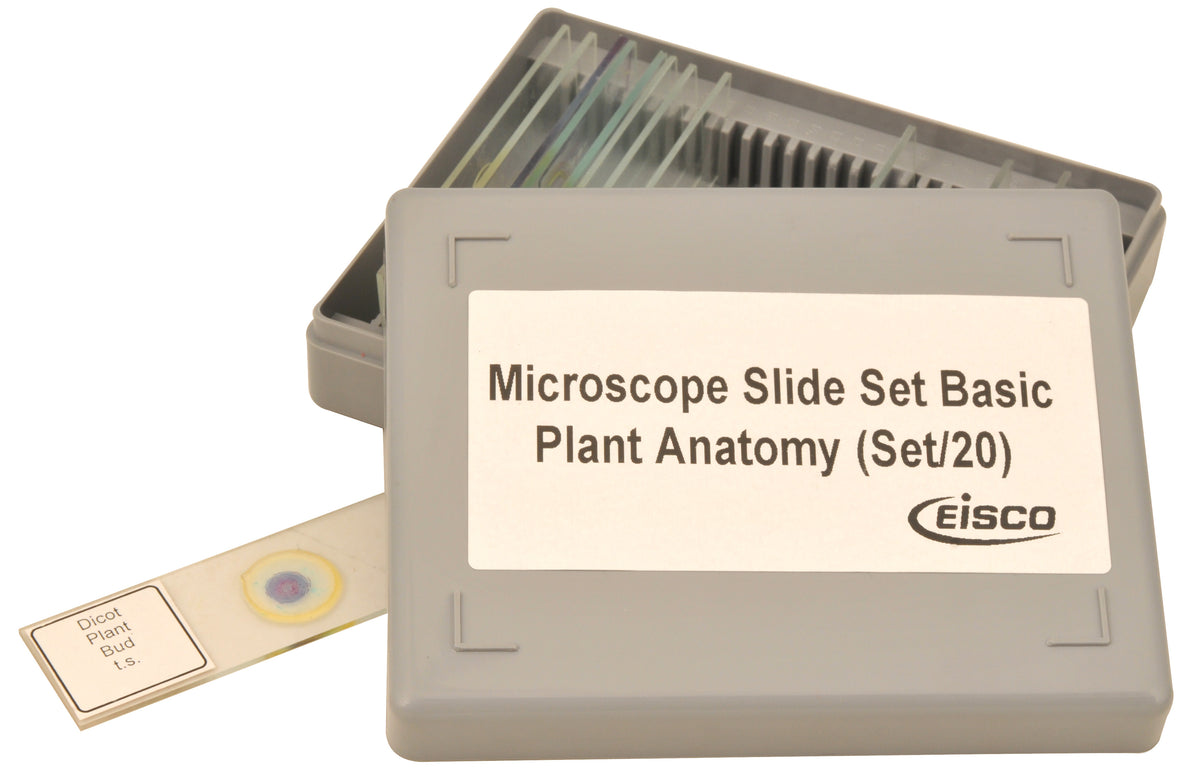 Plant Anatomy Microscope Slide Set - 20 Slides in Plastic Storage Box ...