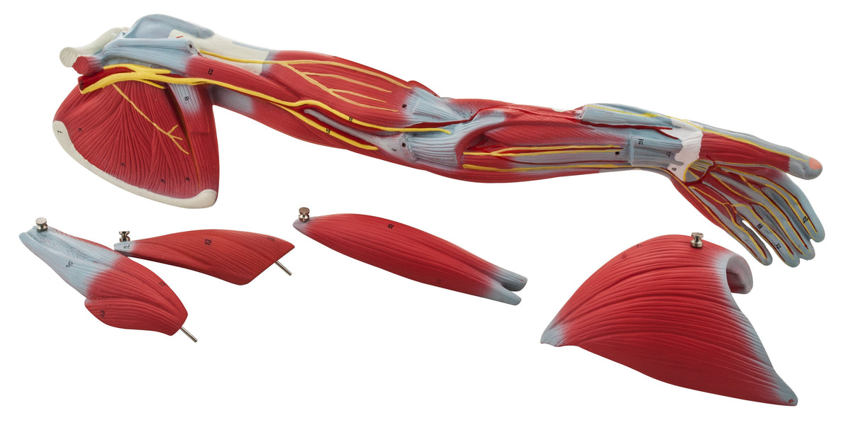 Muscular Arm - 6 Parts — hBARSCI