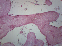 Grantia - Prepared Microscope Slide - 75x25mm — hBARSCI