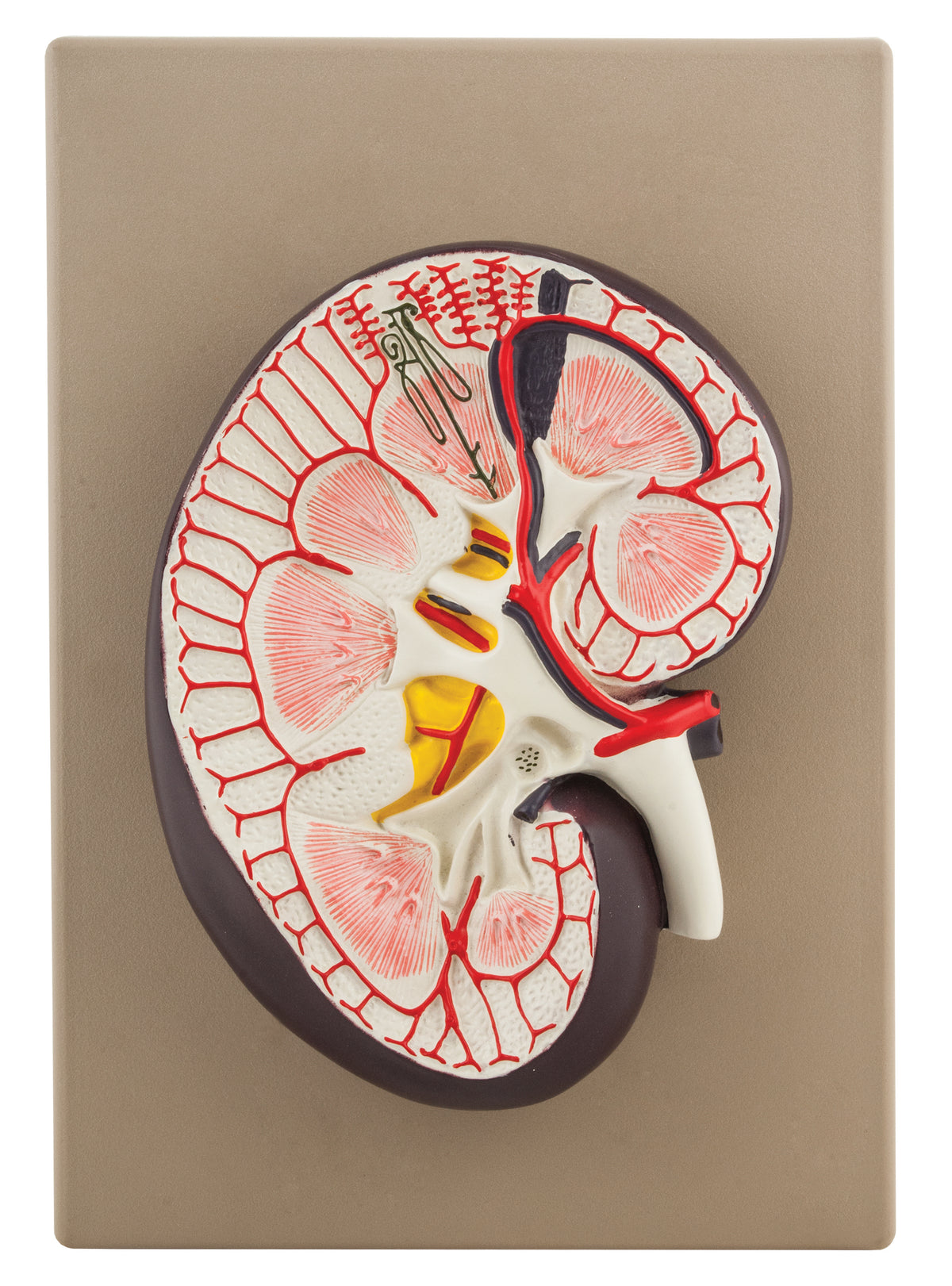 Model, Human, Kidney Section 3X Life Size — hBARSCI