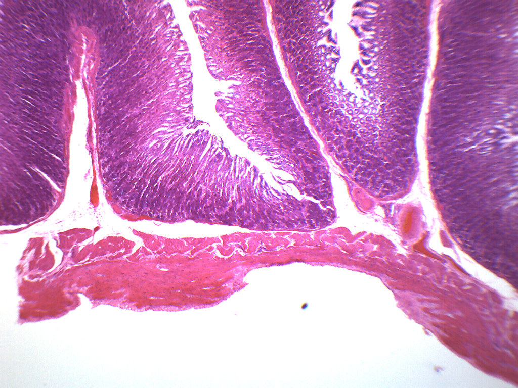 Stomach Microscope Slide