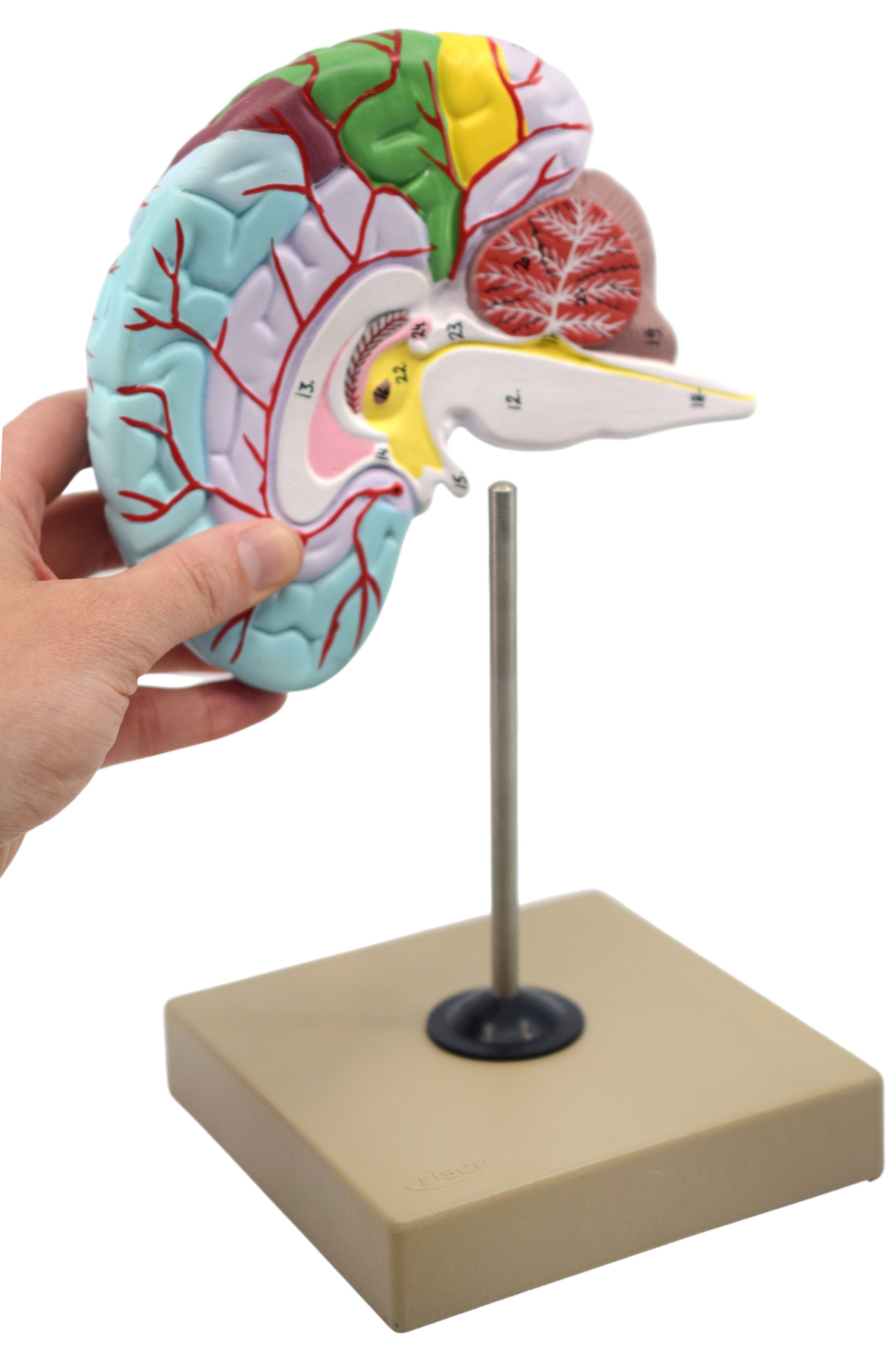 Human Model of Functional Brain - 1/2 Size — hBARSCI