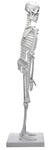 Human Skeleton Model, 18" - Miniature - With Stand — hBARSCI