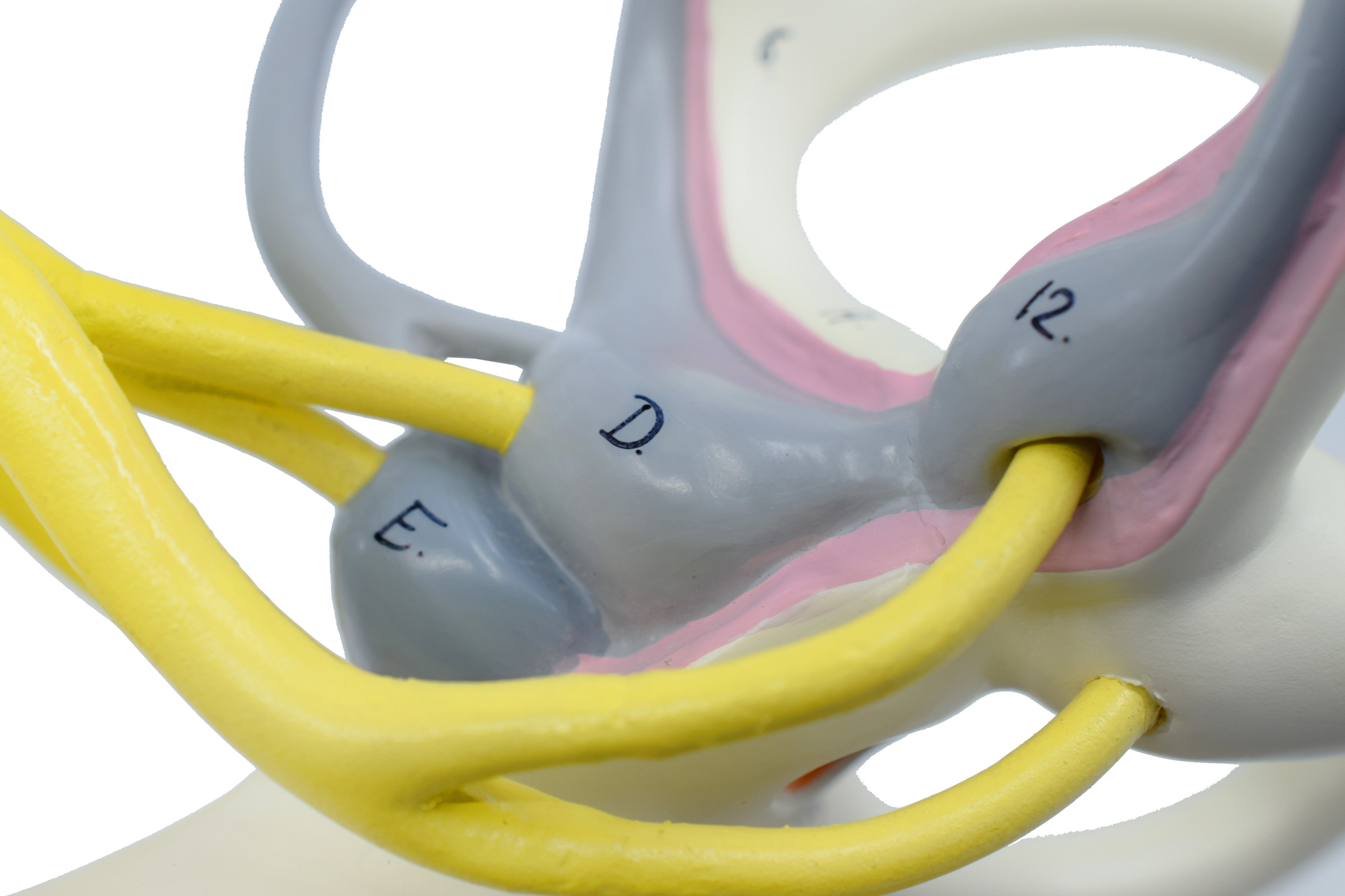 Inner Ear Labyrinth Model - 16X Life Size - Sectioned Cochlea — hBARSCI