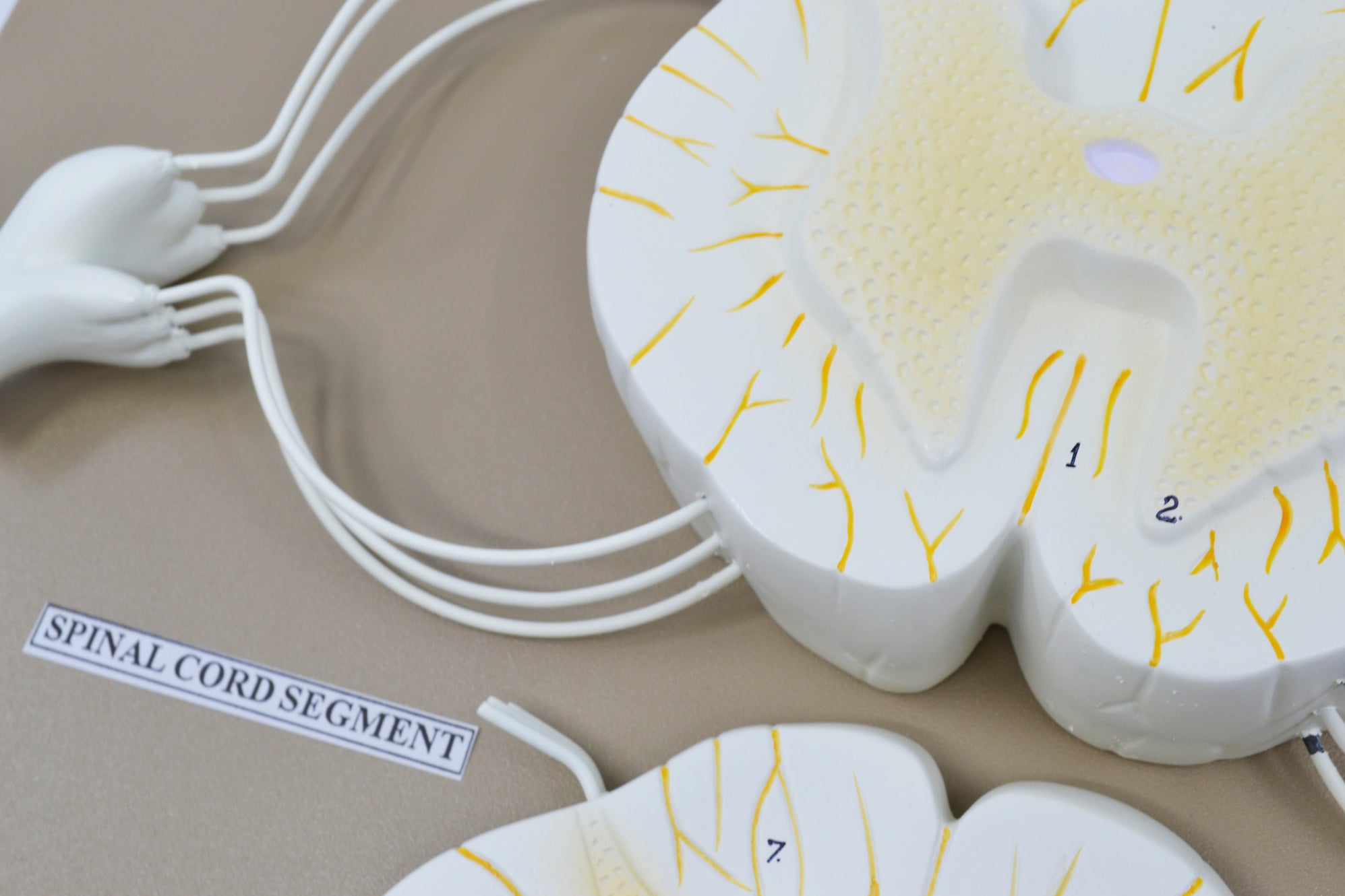 Spinal Cord Model, 17 Inch - Mounted - Includes Nerve Branches — hBARSCI