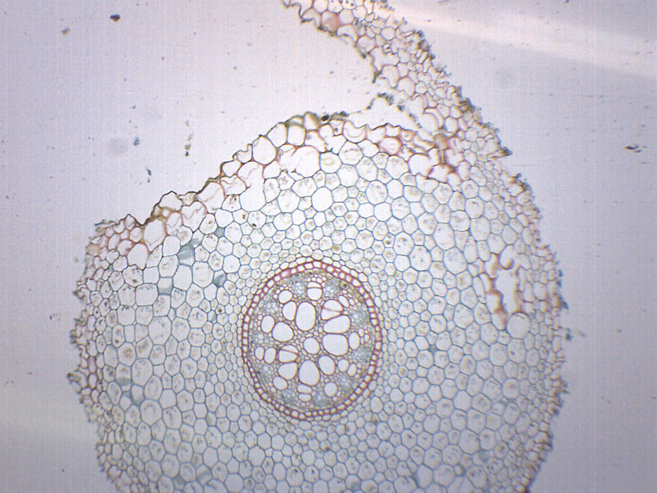 Lilium Root - Prepared Microscope Slide — hBARSCI