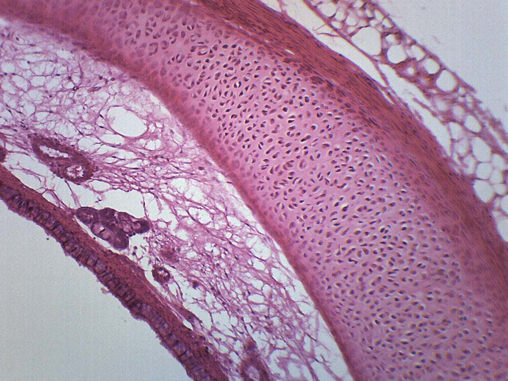 Testis Slide Labeled 40x