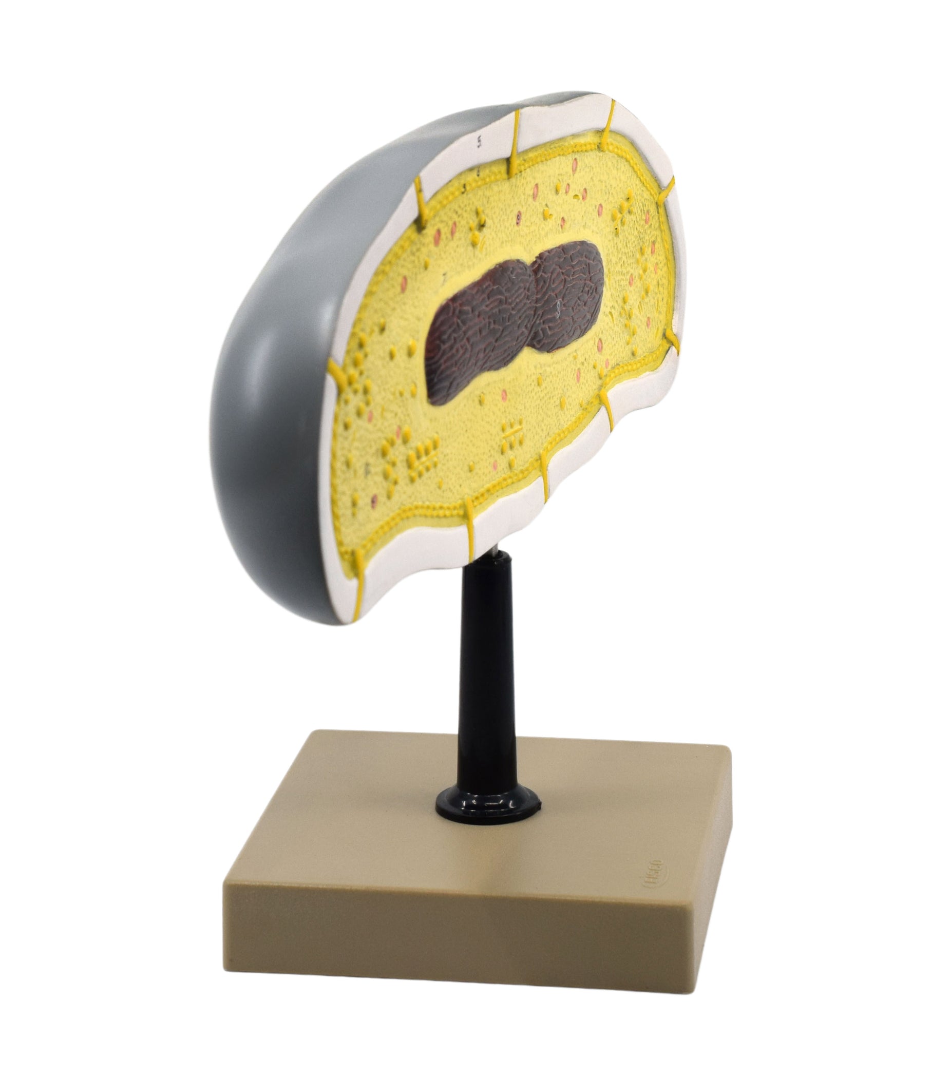 Bacteria Cell Structure Model — hBARSCI