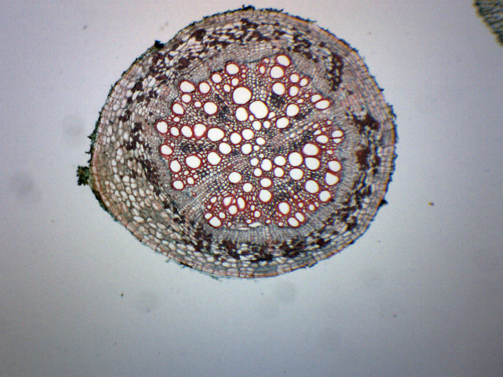 Cross Section Of Monocot Root