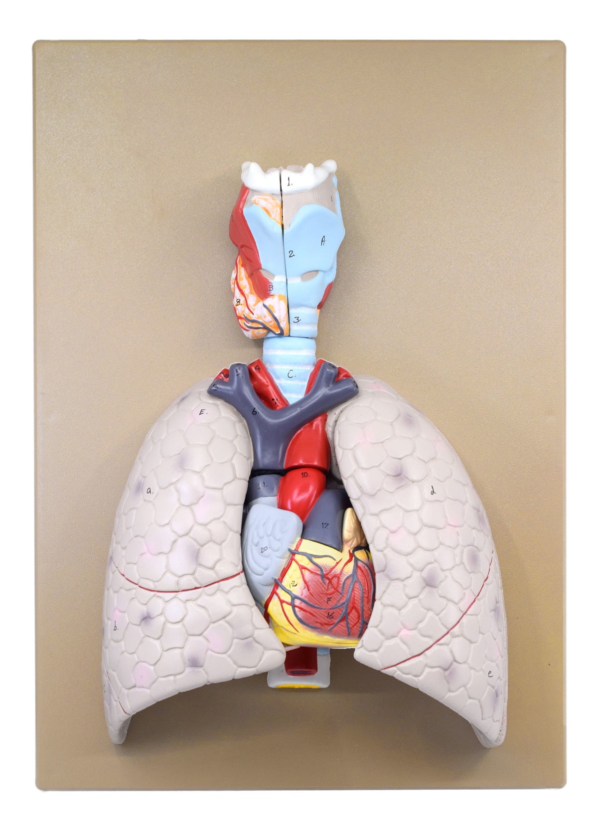 Human Heart & Lung Models - 5 parts — hBARSCI