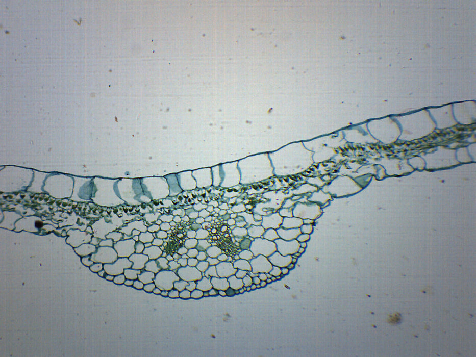 Monocot Leaves Microscope