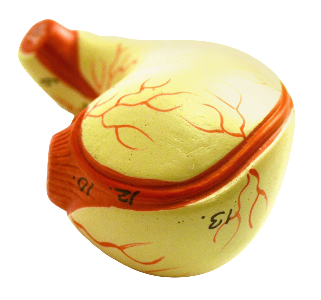 Miniature Human Torso Model (Sexless), 19" Tall - 12 Parts - Compact f ...