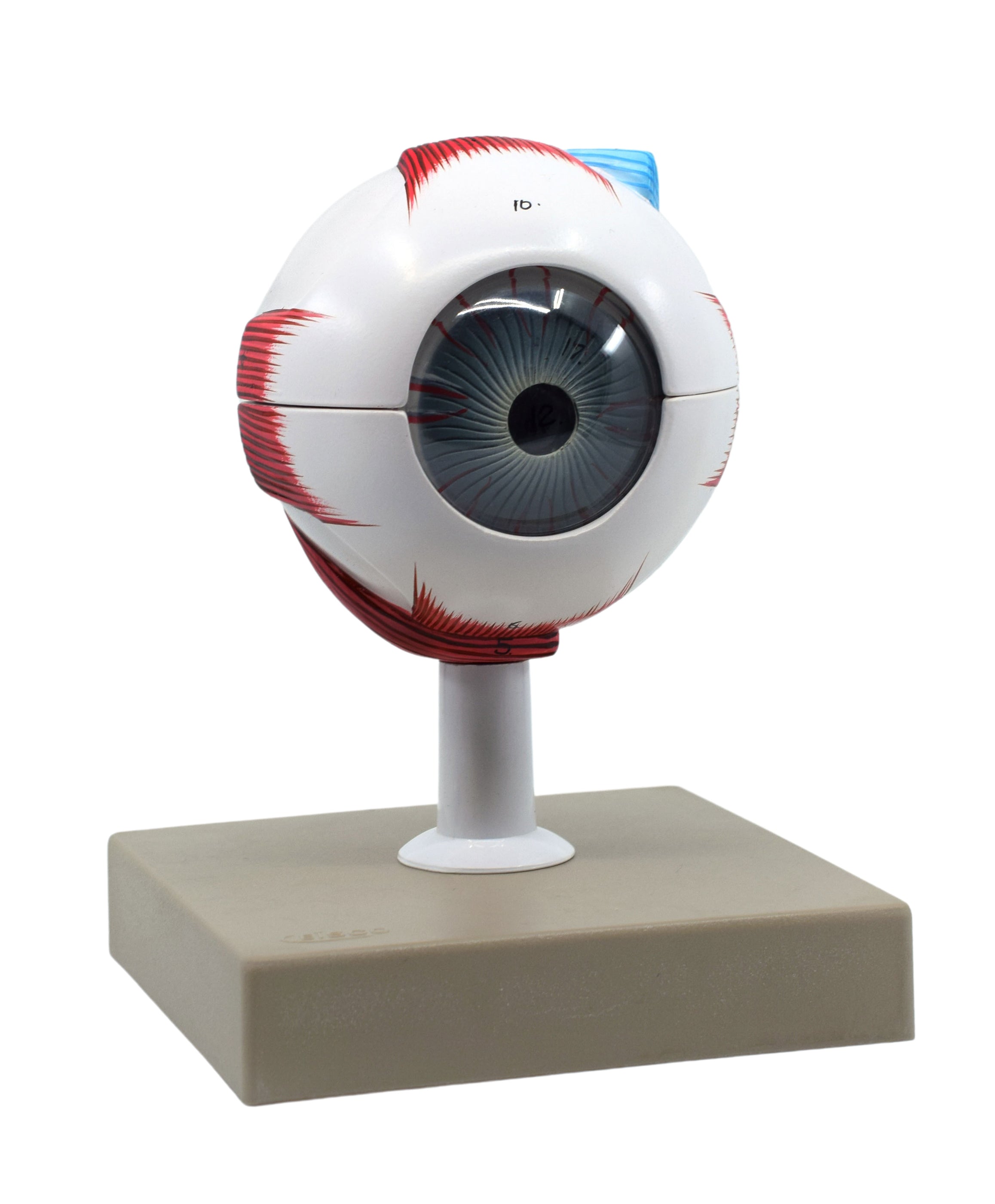 7-Part Human Eye Model - Enlarged 3X - Buy at hBARSCI