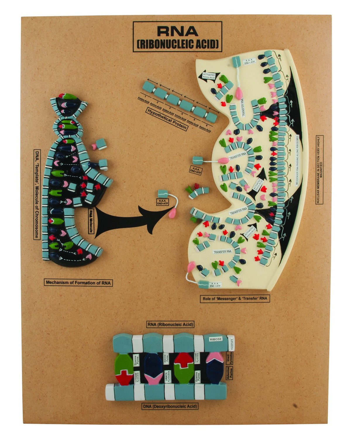 RNA Model, 18 Inch - Mounted — hBARSCI