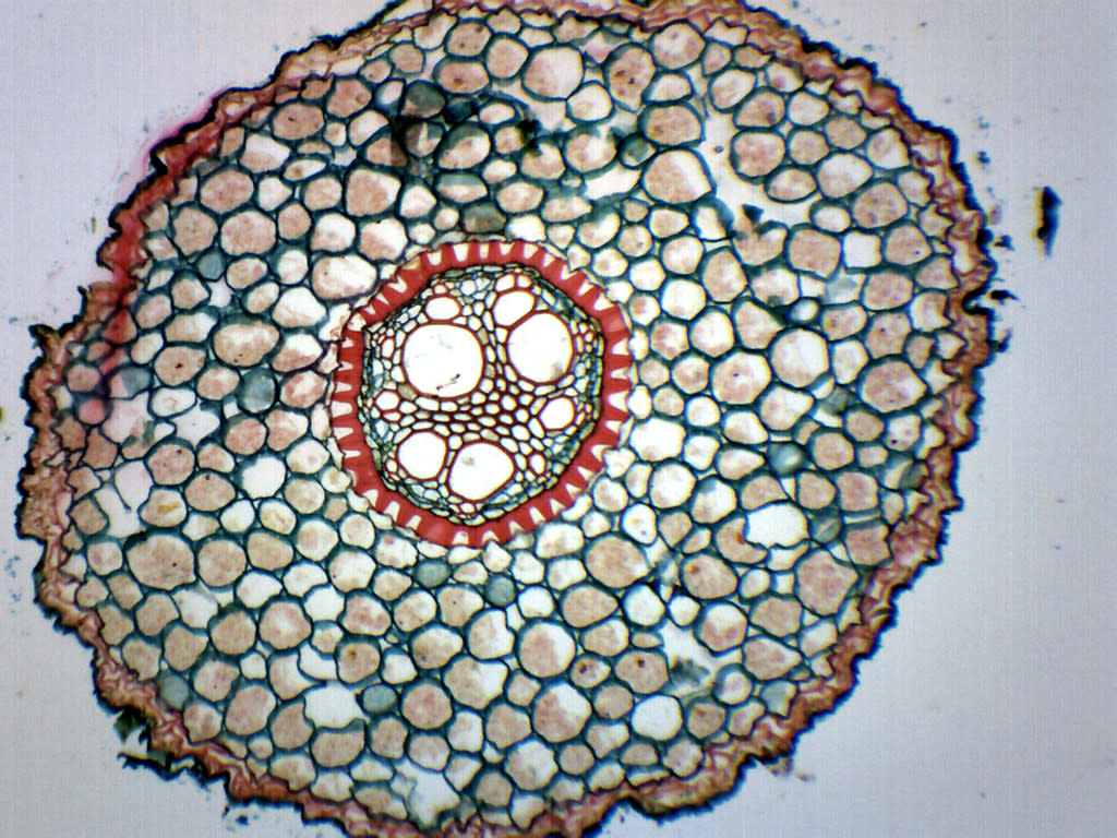 Monocot Stem Under Microscope