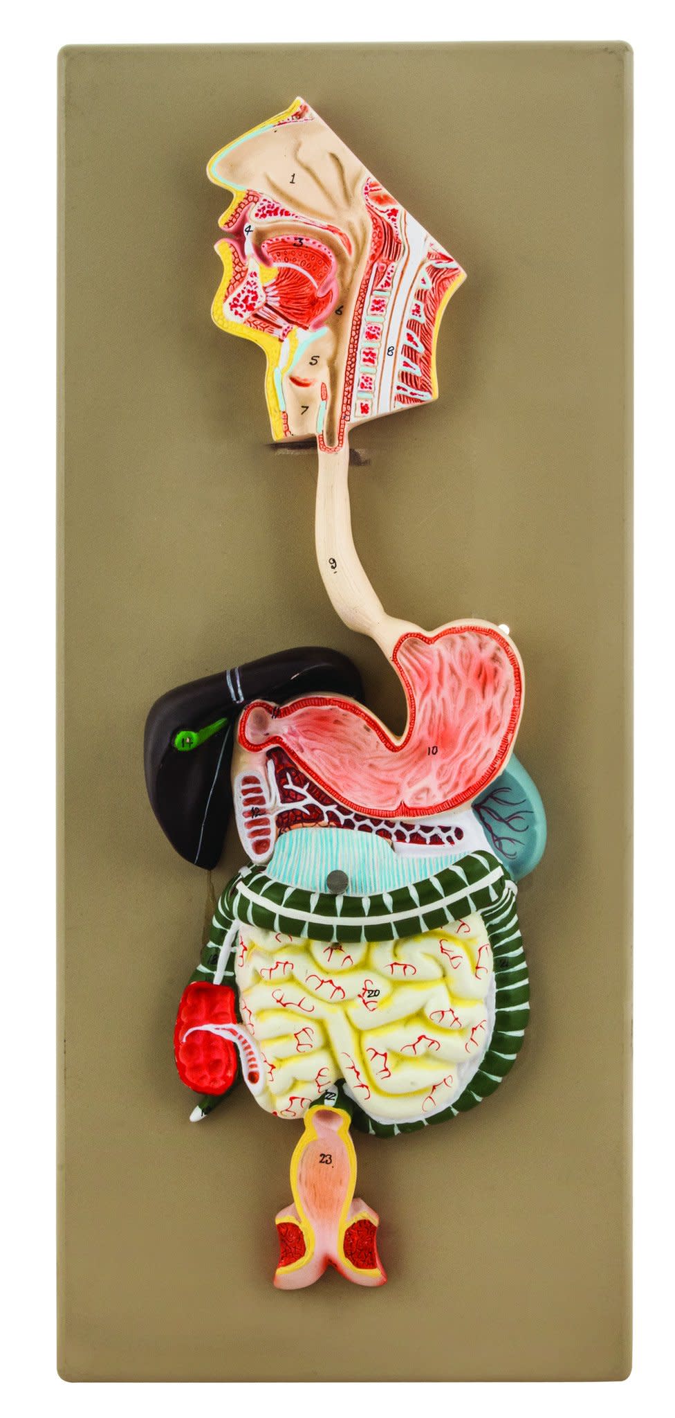 Human Digestive System Model - Half Size - 2 Parts — hBARSCI