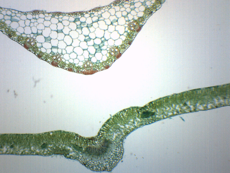 Cross Section Of Leaf Microscope