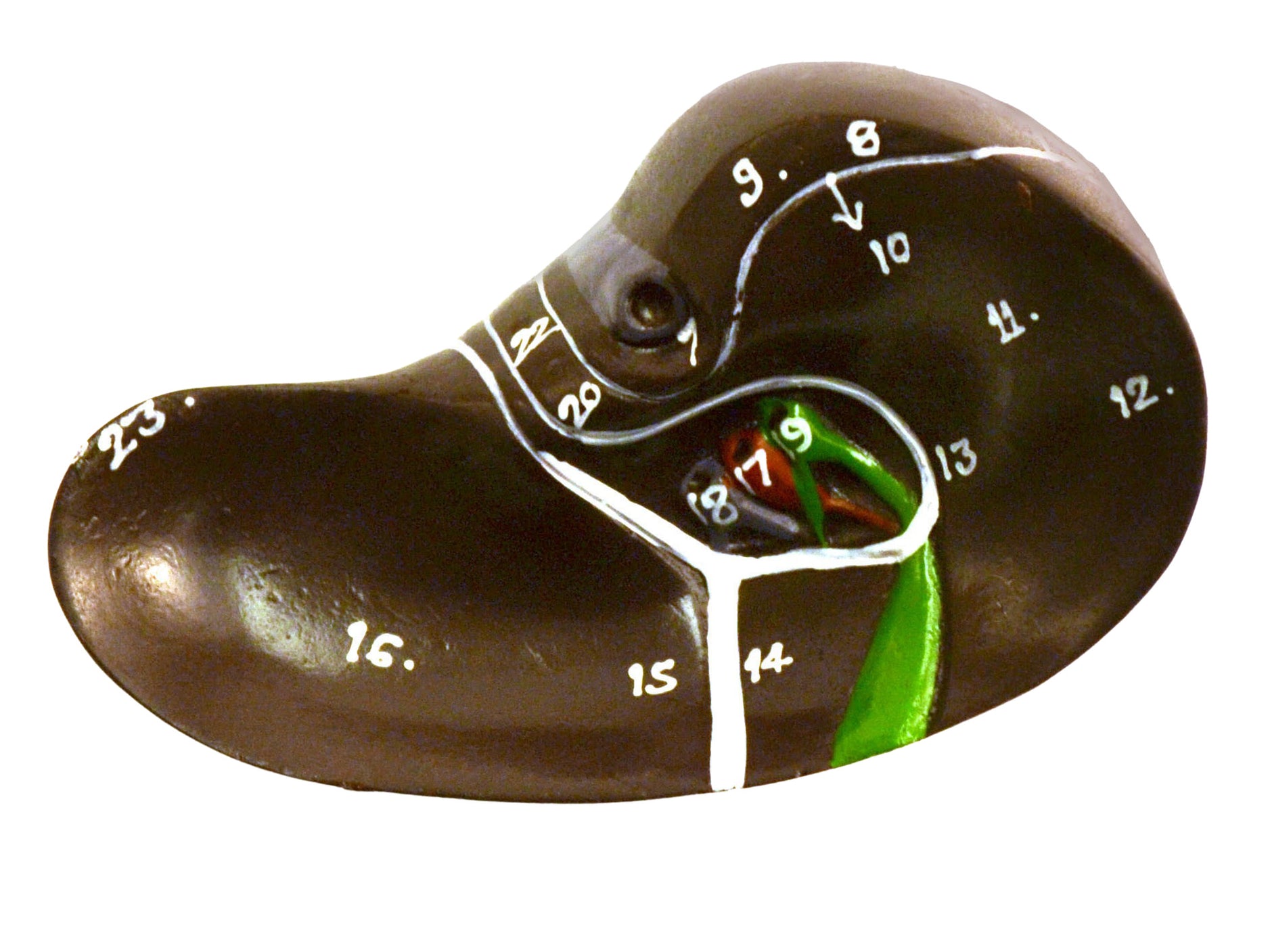 Miniature Human Torso Model (Sexless), 19" Tall - 12 Parts - Compact f ...