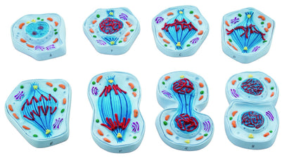 Model Mitosis Set of 8 — hBARSCI