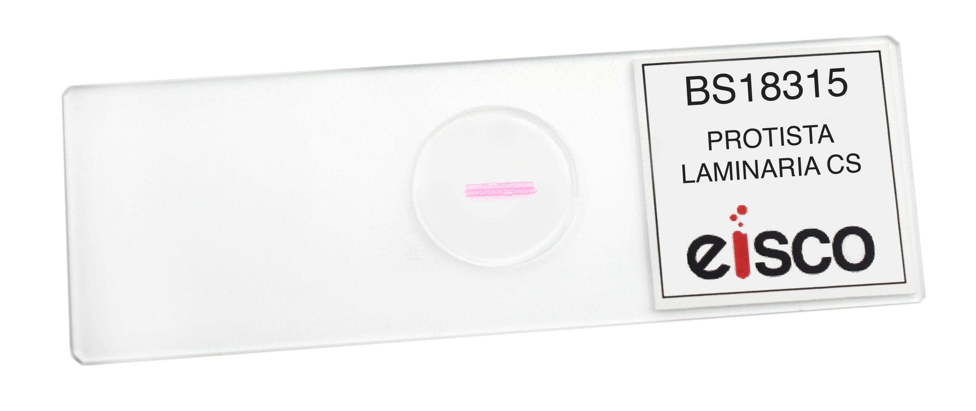 Laminaria - Cross Section - Prepared Microscope Slide - 75x25mm — hBARSCI